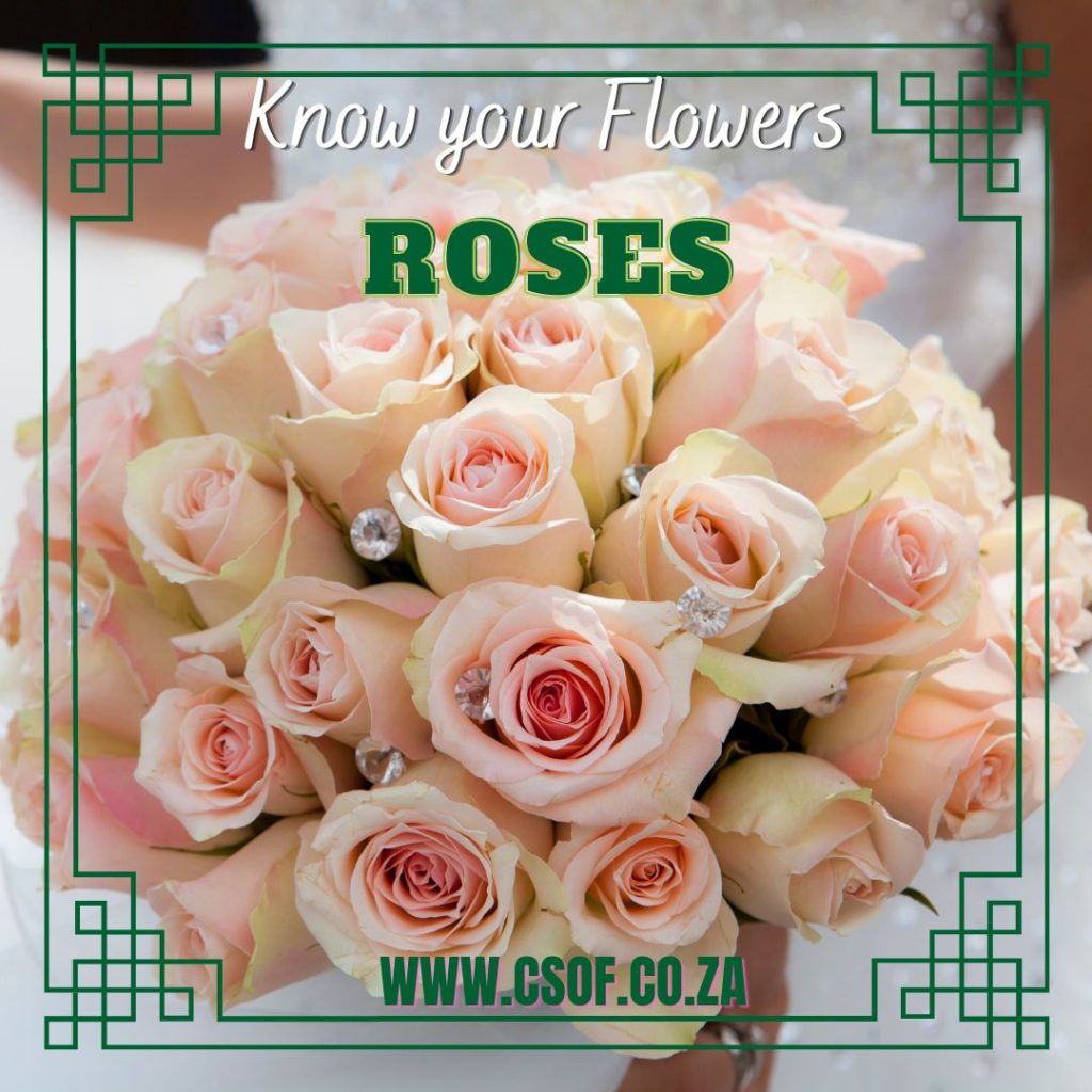 Roses – Cape School of Floristry